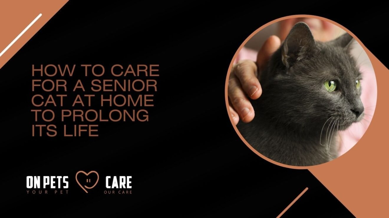 Senior Cat Care Tips | Things To Consider For Senior Cats